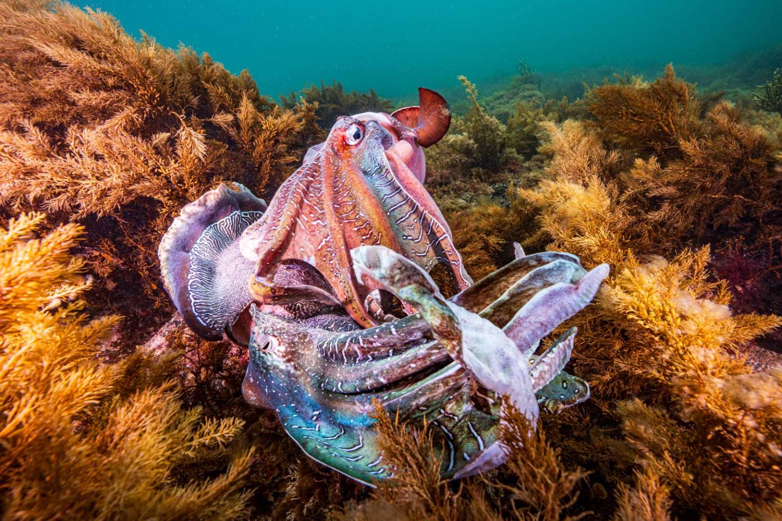 How to Photograph Giant Cuttlefish in Whyalla, Australia - Nature TTL