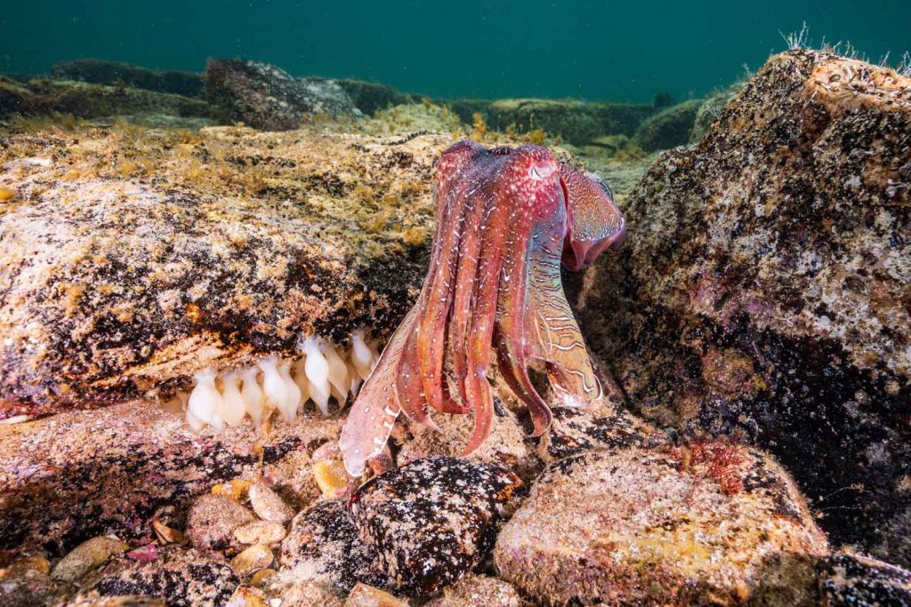 How to Photograph Giant Cuttlefish in Whyalla, Australia - Nature TTL