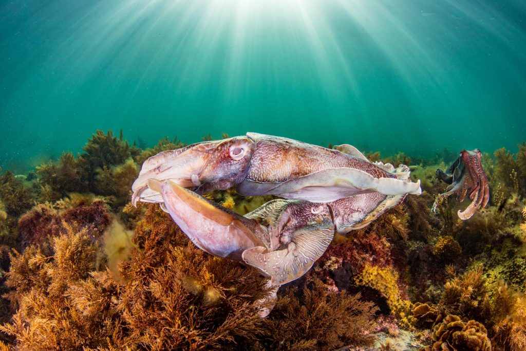 How to Photograph Giant Cuttlefish in Whyalla, Australia - Nature TTL