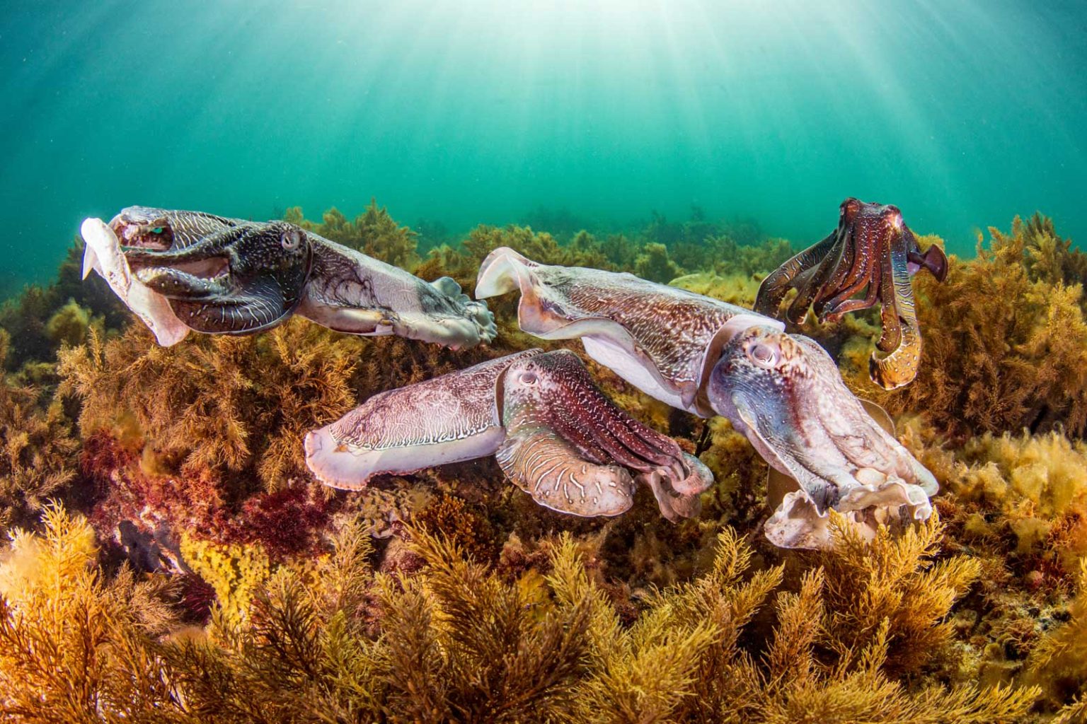 How to Photograph Giant Cuttlefish in Whyalla, Australia - Nature TTL