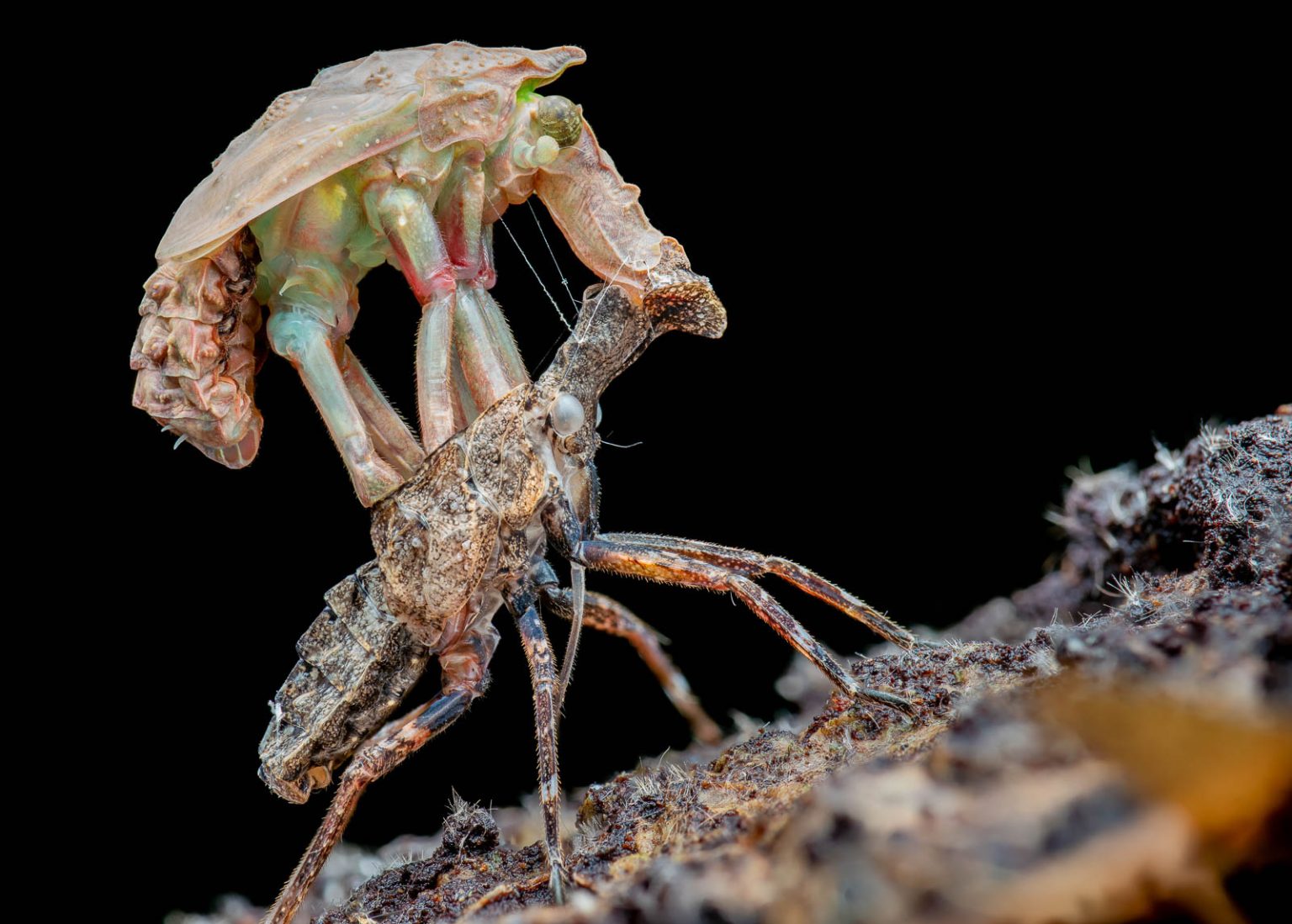 7 Top Tips for Photographing Insect Behaviour - Nature TTL