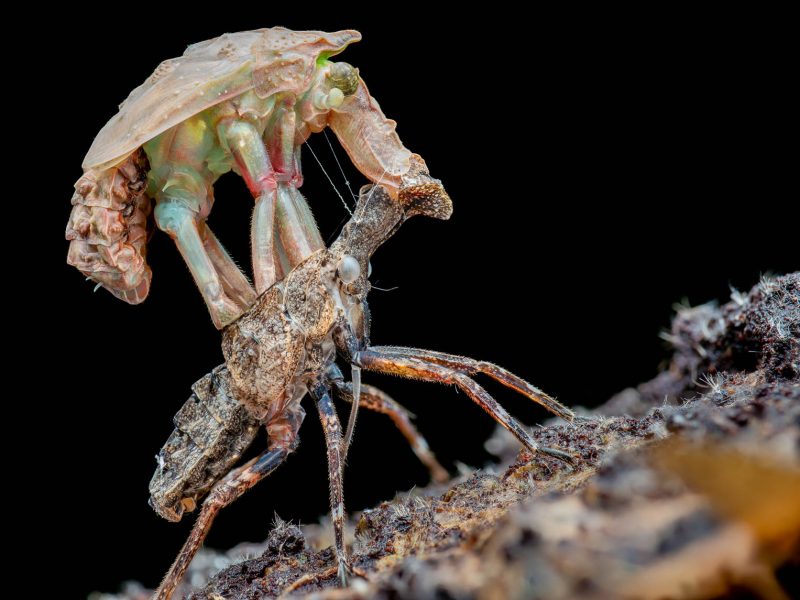 11 Extraordinary Eagle Photos - Nature TTL