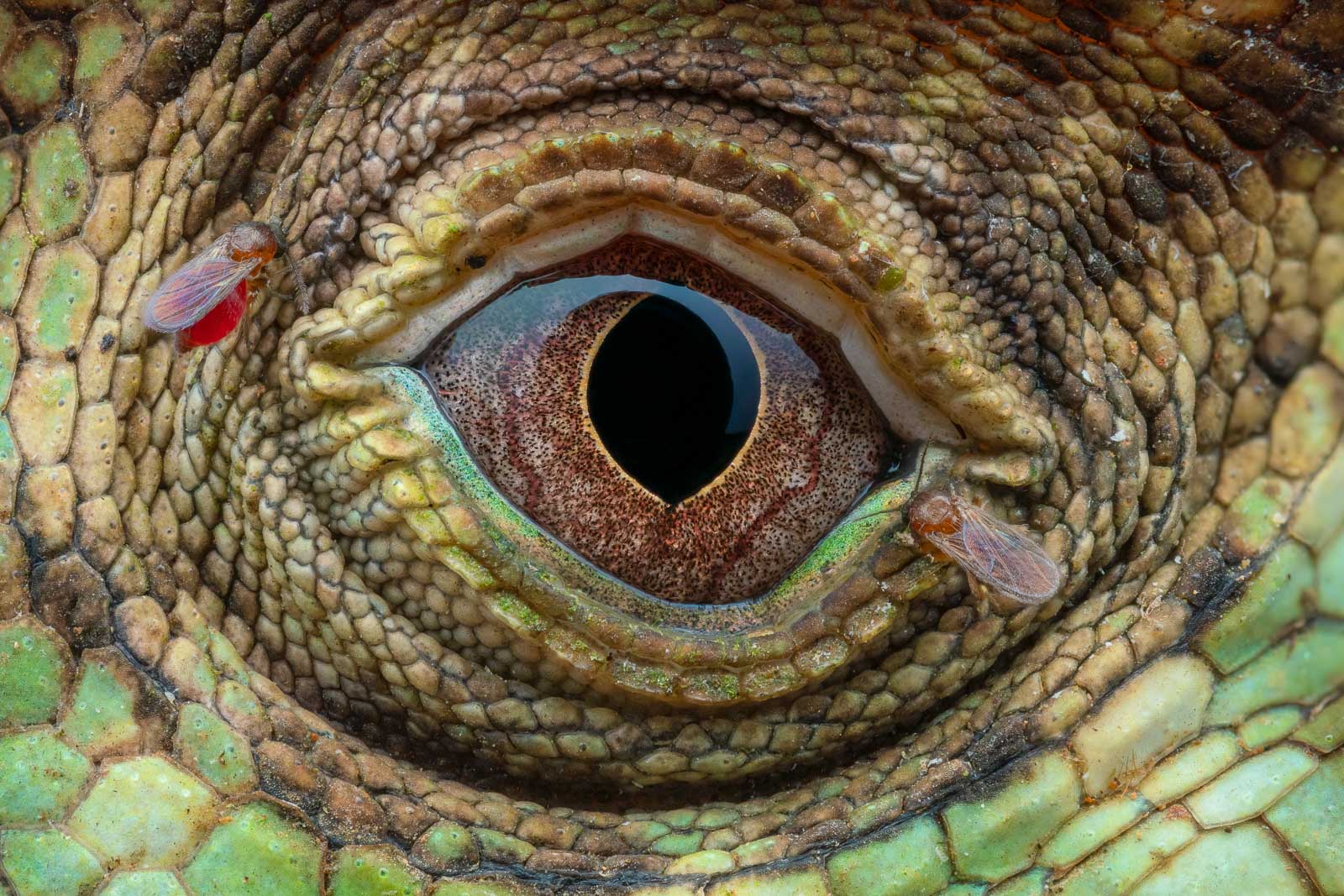 7 Top Tips for Photographing Insect Behaviour - ChinaGoSmart News Magazine