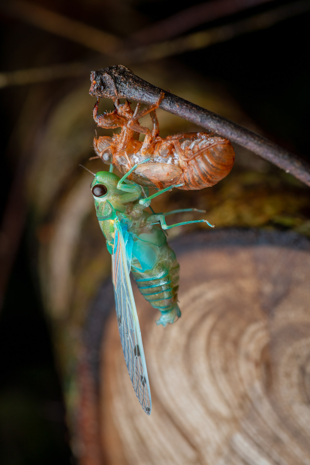 7 Top Tips for Photographing Insect Behaviour - ChinaGoSmart News Magazine