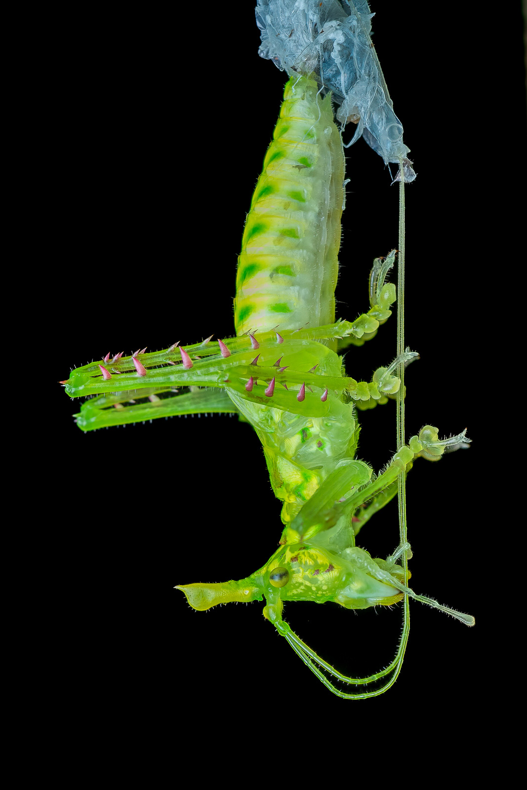 7 Top Tips for Photographing Insect Behaviour - Nature TTL