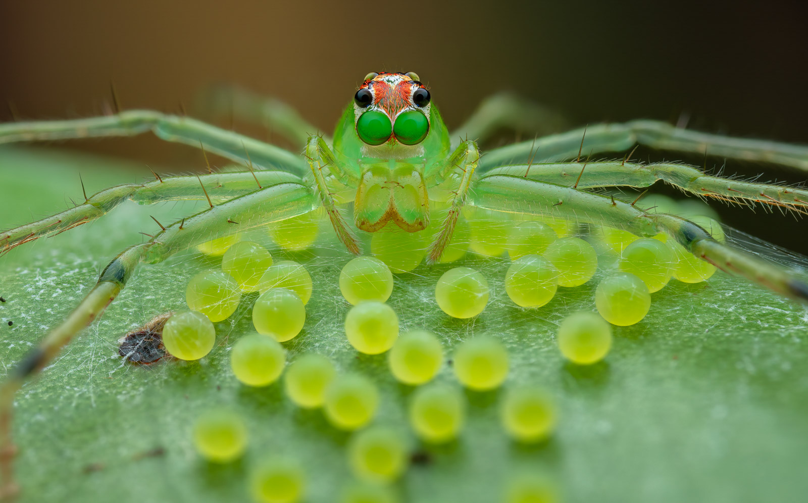 7 Top Tips for Photographing Insect Behaviour - ChinaGoSmart News Magazine