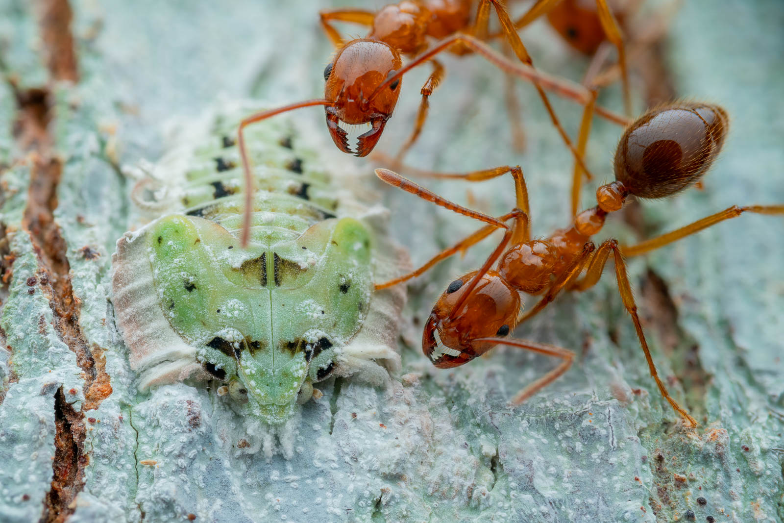 7 Top Tips for Photographing Insect Behaviour - ChinaGoSmart News Magazine