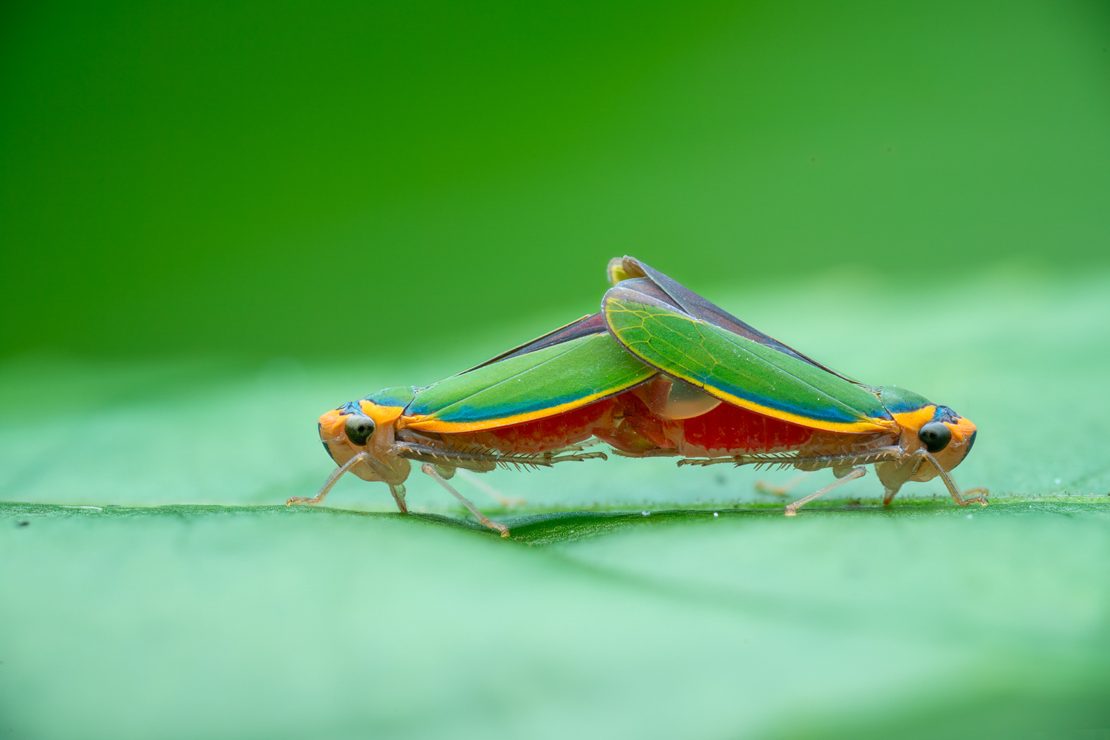 7 Top Tips for Photographing Insect Behaviour - ChinaGoSmart News Magazine