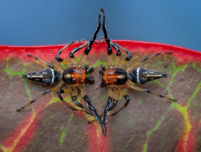 7 Top Tips for Photographing Insect Behaviour - Nature TTL