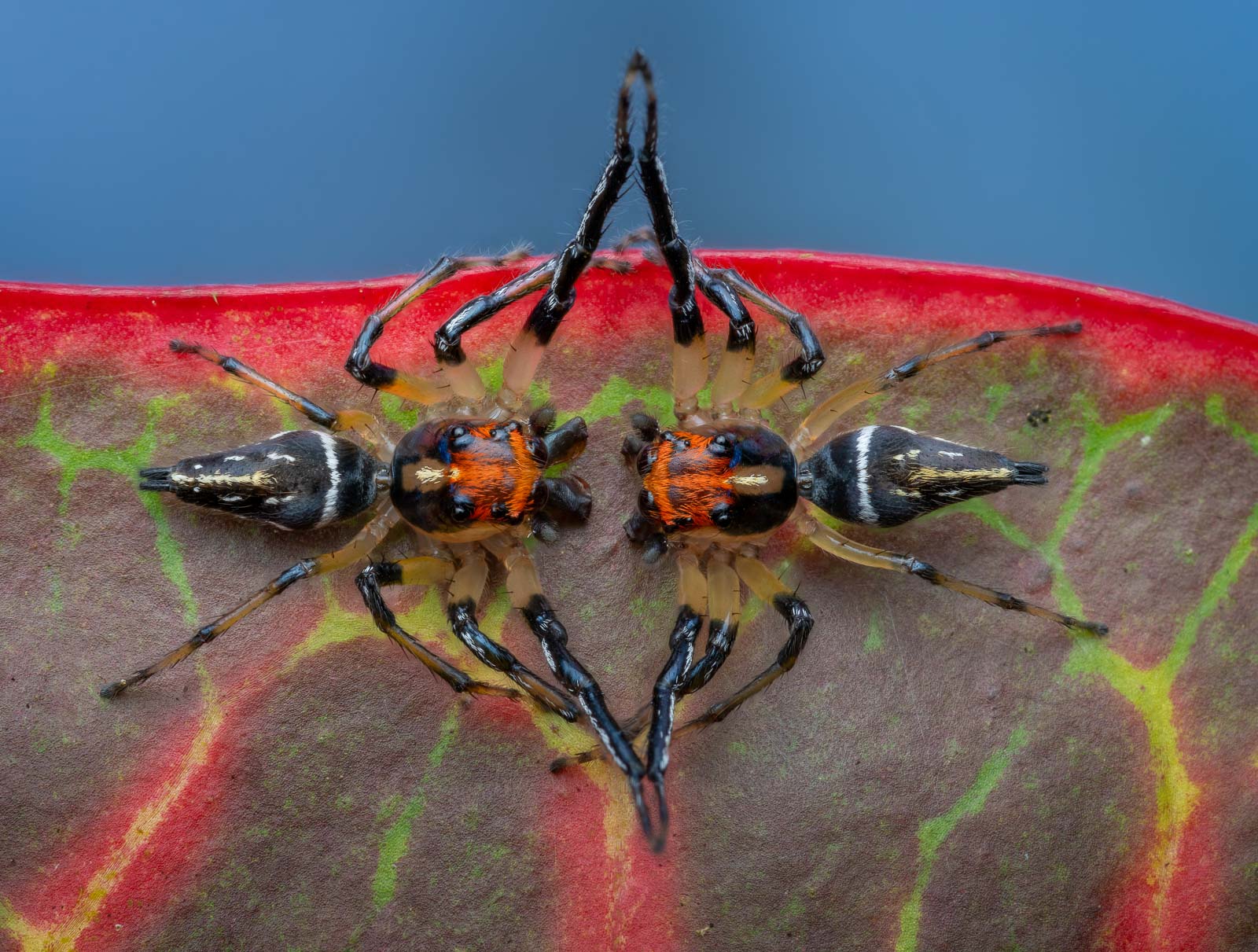 7 Top Tips for Photographing Insect Behaviour - Nature TTL