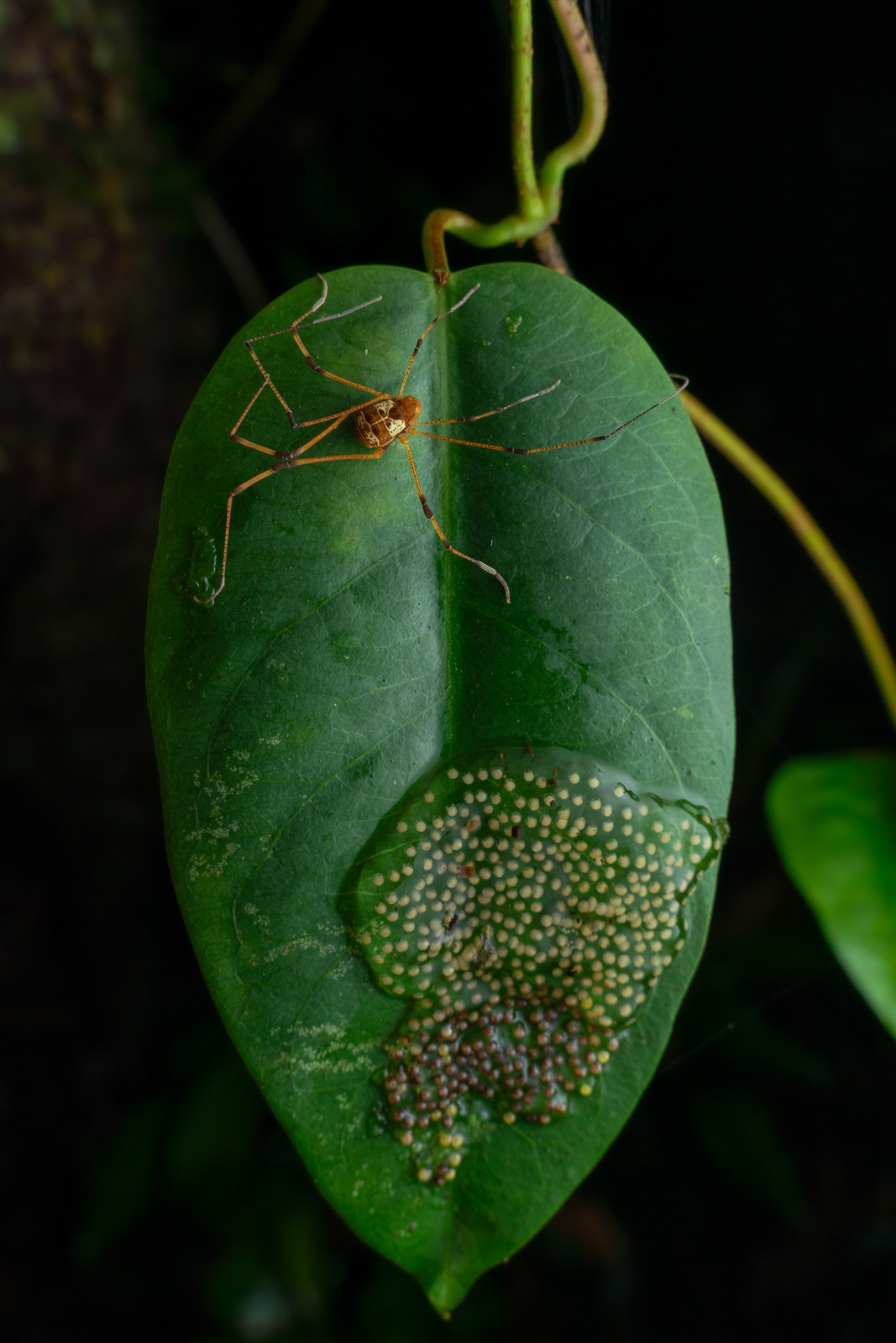 7 Top Tips for Photographing Insect Behaviour - ChinaGoSmart News Magazine