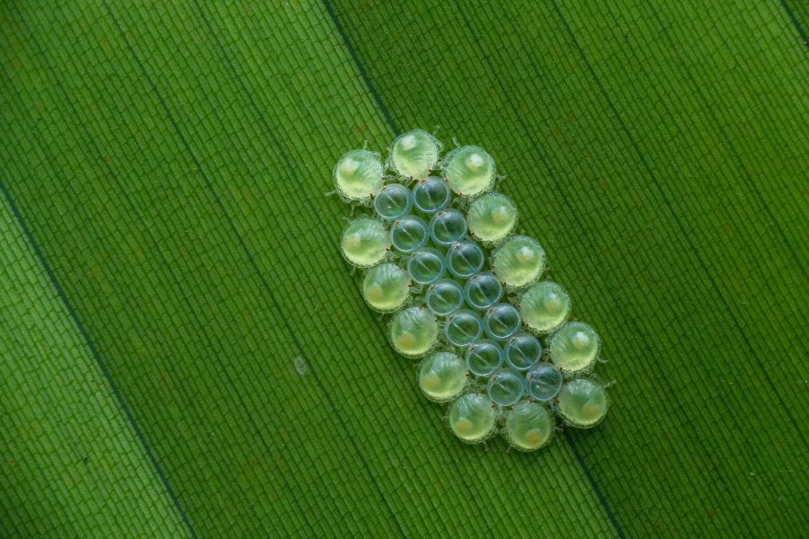 7 Top Tips for Photographing Insect Behaviour - ChinaGoSmart News Magazine