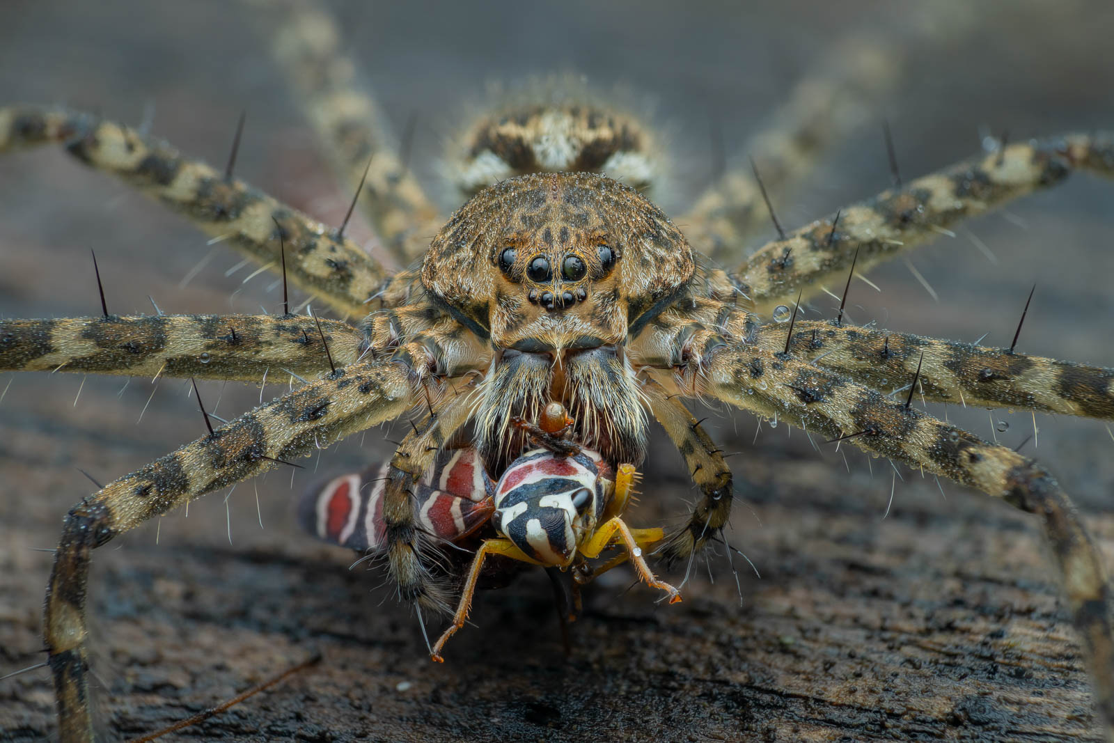 7 Top Tips for Photographing Insect Behaviour - ChinaGoSmart News Magazine