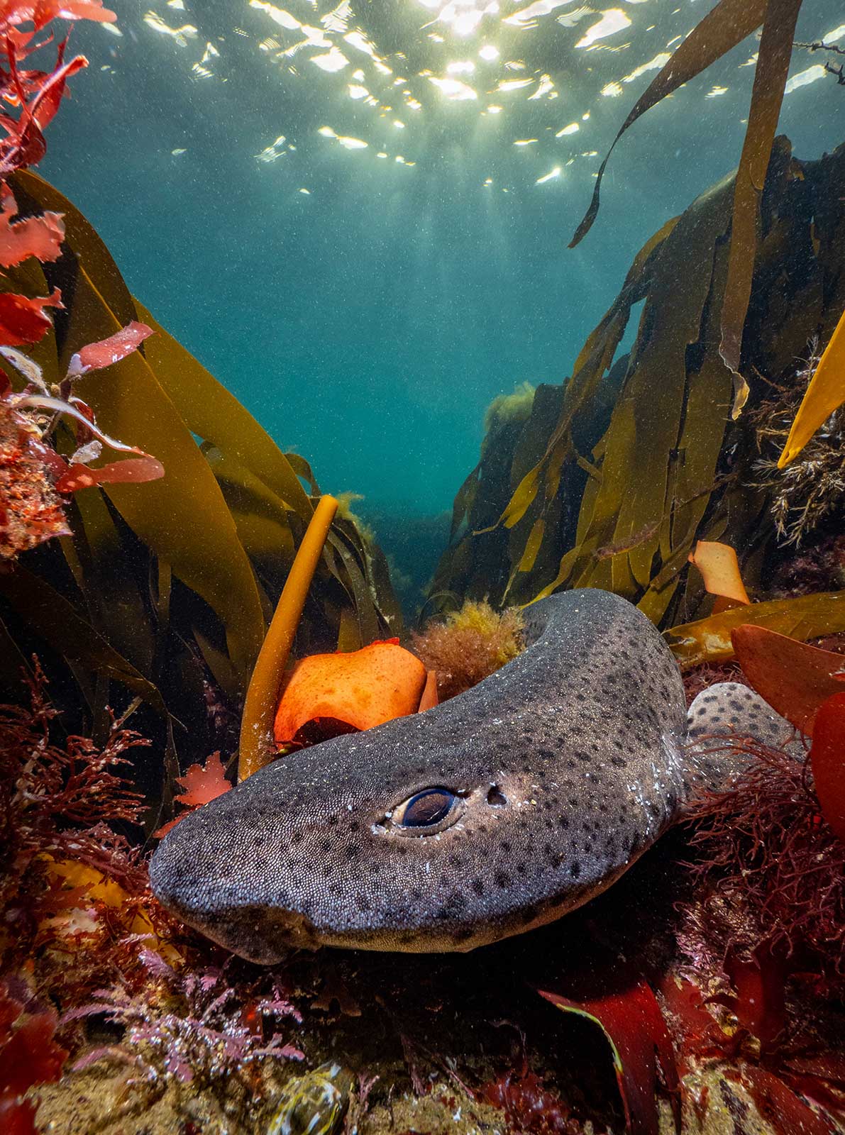 Guide to Composition in Underwater Photography - Nature TTL