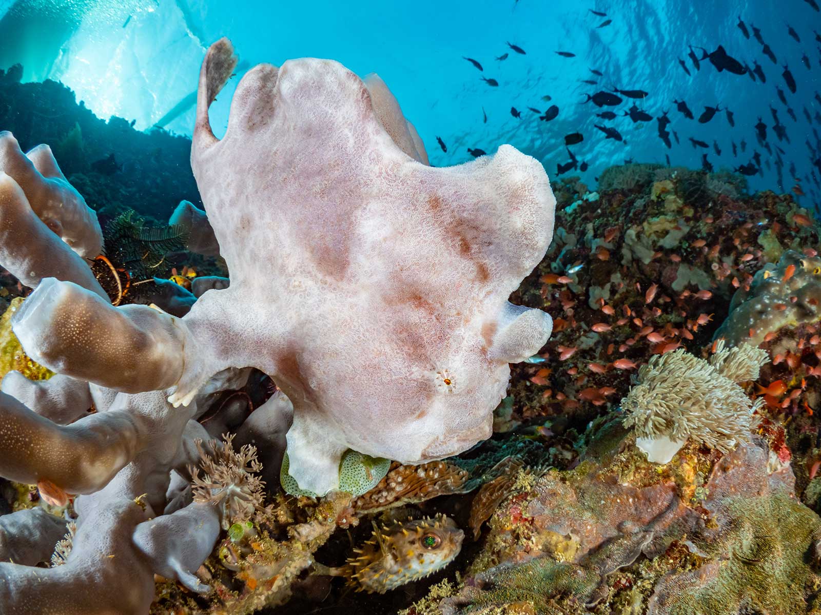 Guide to Composition in Underwater Photography - Nature TTL