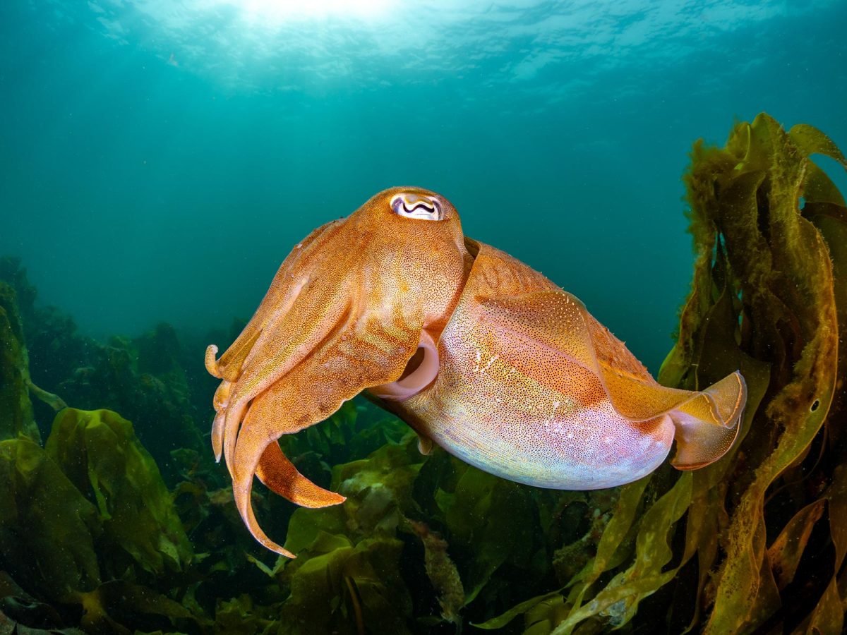 Guide to Composition in Underwater Photography - Nature TTL