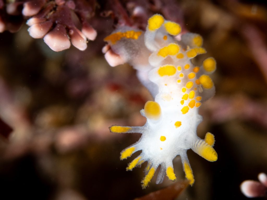 6 Must-have Underwater Photography Accessories - Nature TTL