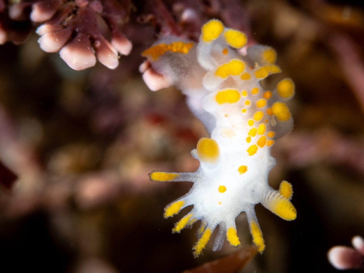 6 Must-have Underwater Photography Accessories - Nature TTL