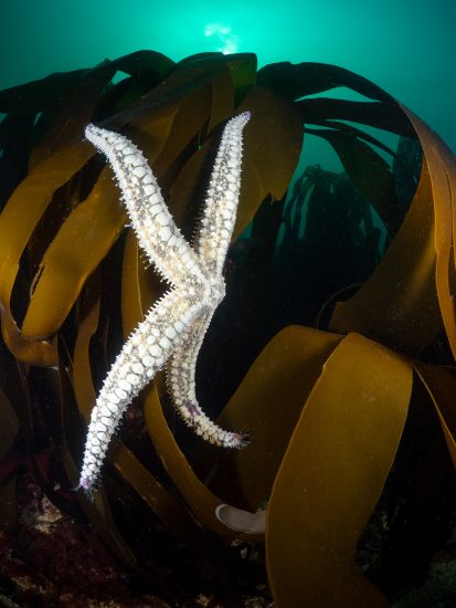 6 Must-have Underwater Photography Accessories - Nature TTL