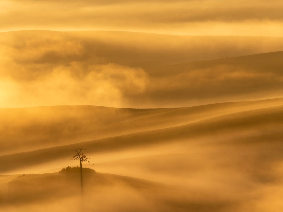 What's the Best Portable Wildlife Photography Hide? - Nature TTL