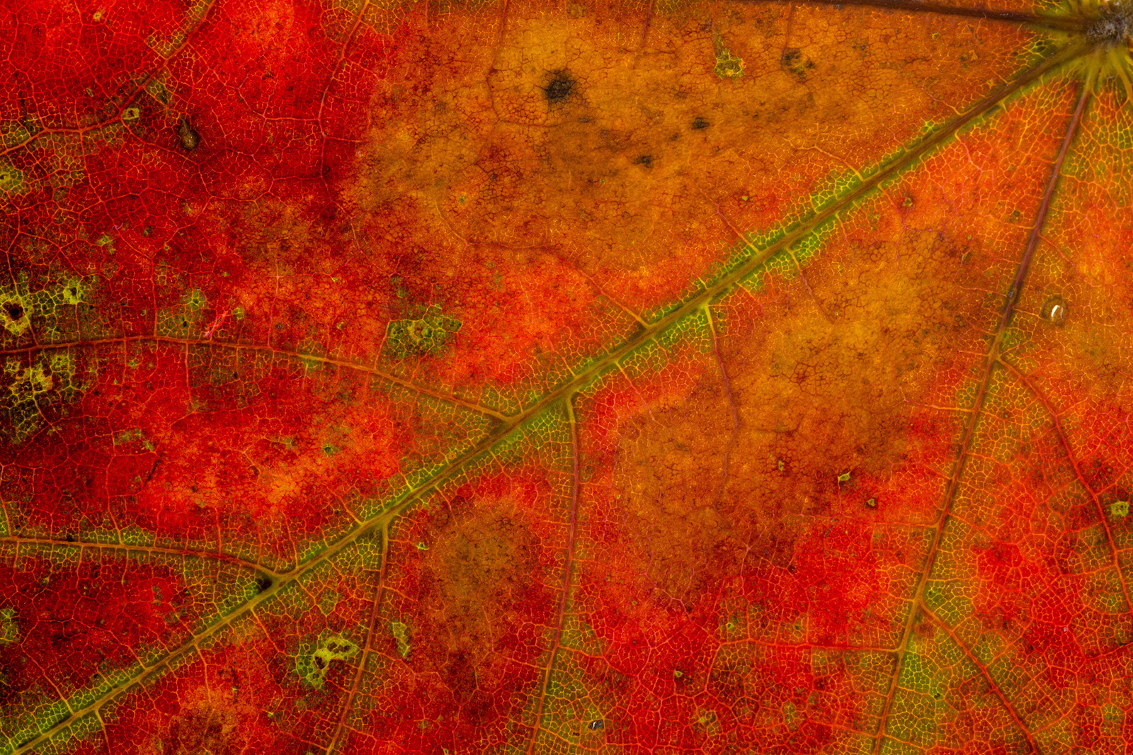 Seasonal Nature Photography Guide - Nature TTL