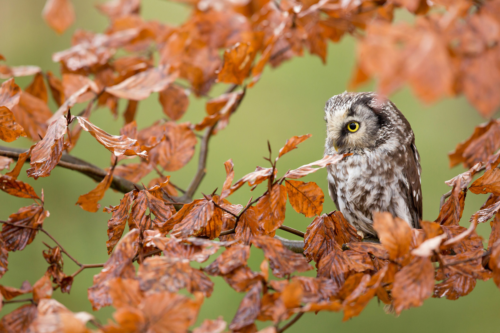 Seasonal Nature Photography Guide - Nature TTL