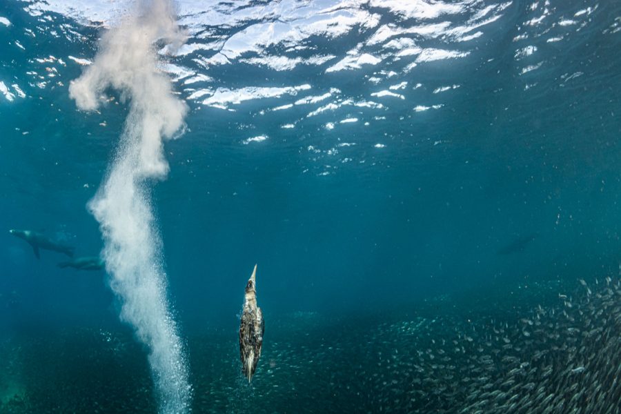 How to Take Great Underwater Photography Action Shots - ChinaGoSmart ...