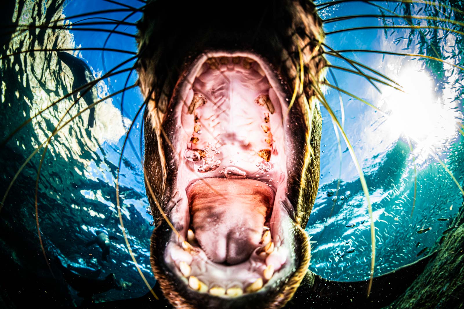 How to Take Great Underwater Photography Action Shots - Nature TTL