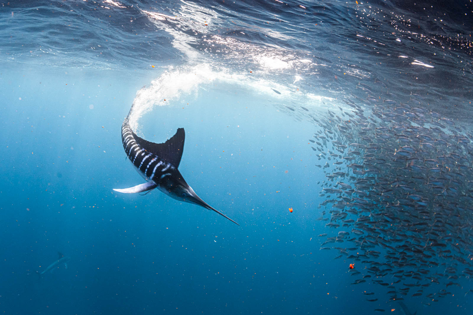 How to Take Great Underwater Photography Action Shots - Nature TTL