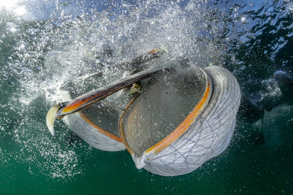 How to Take Great Underwater Photography Action Shots - Nature TTL