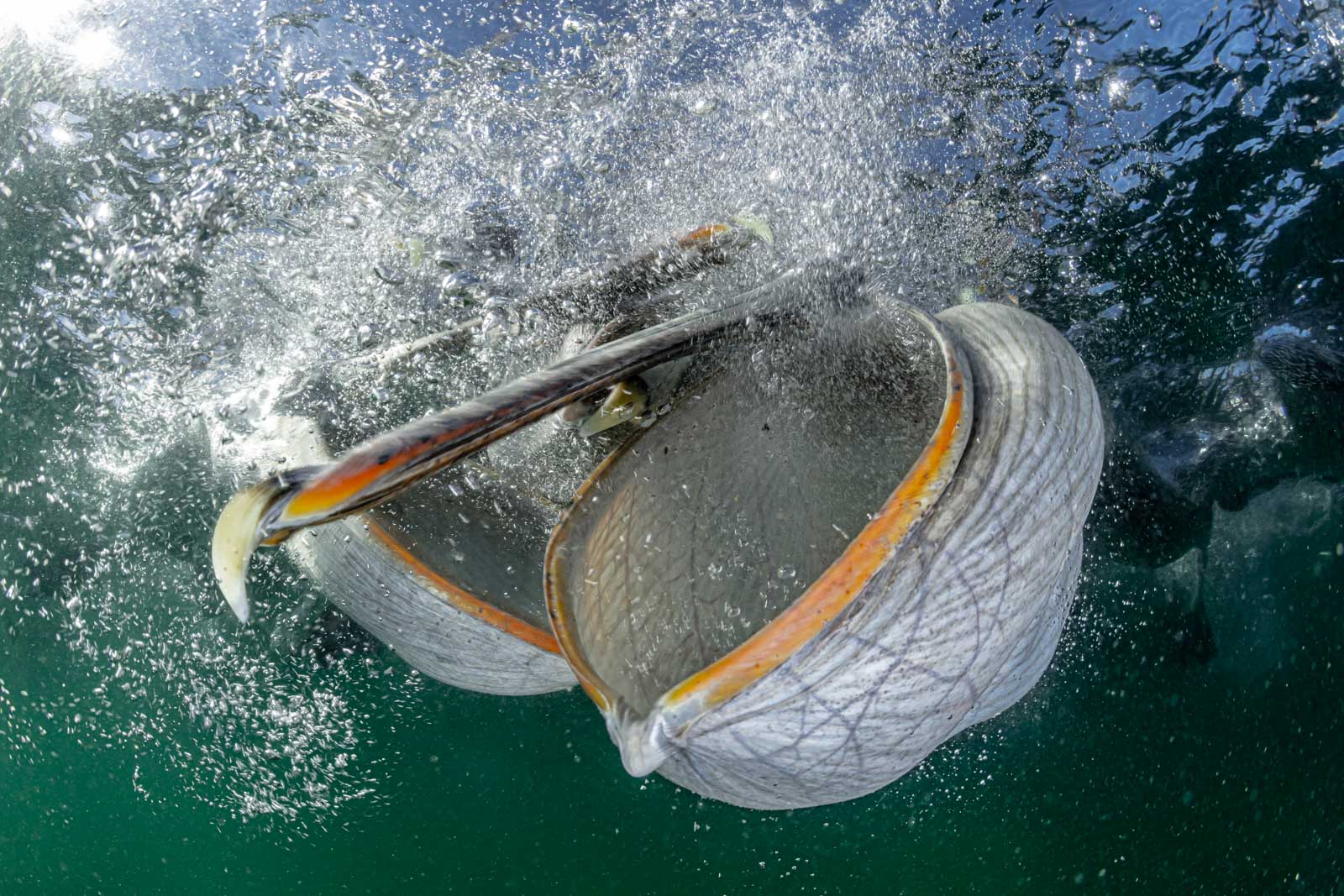 How to Take Great Underwater Photography Action Shots - Nature TTL