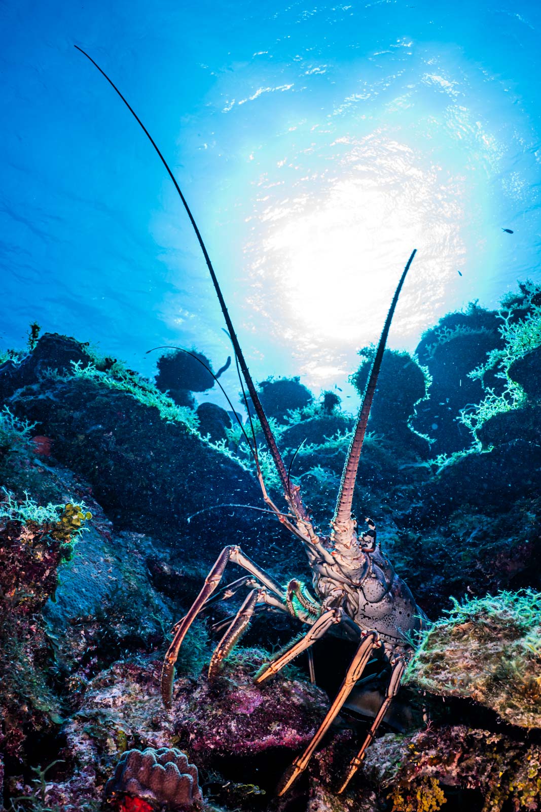 How to Take Great Underwater Photography Action Shots - Nature TTL