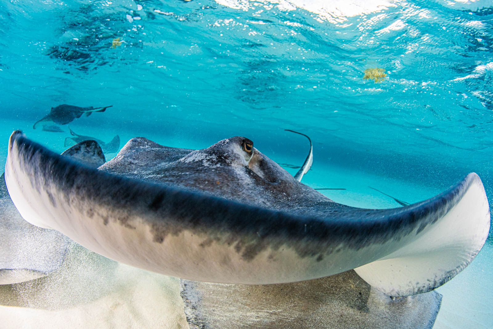 How to Take Great Underwater Photography Action Shots - ChinaGoSmart ...