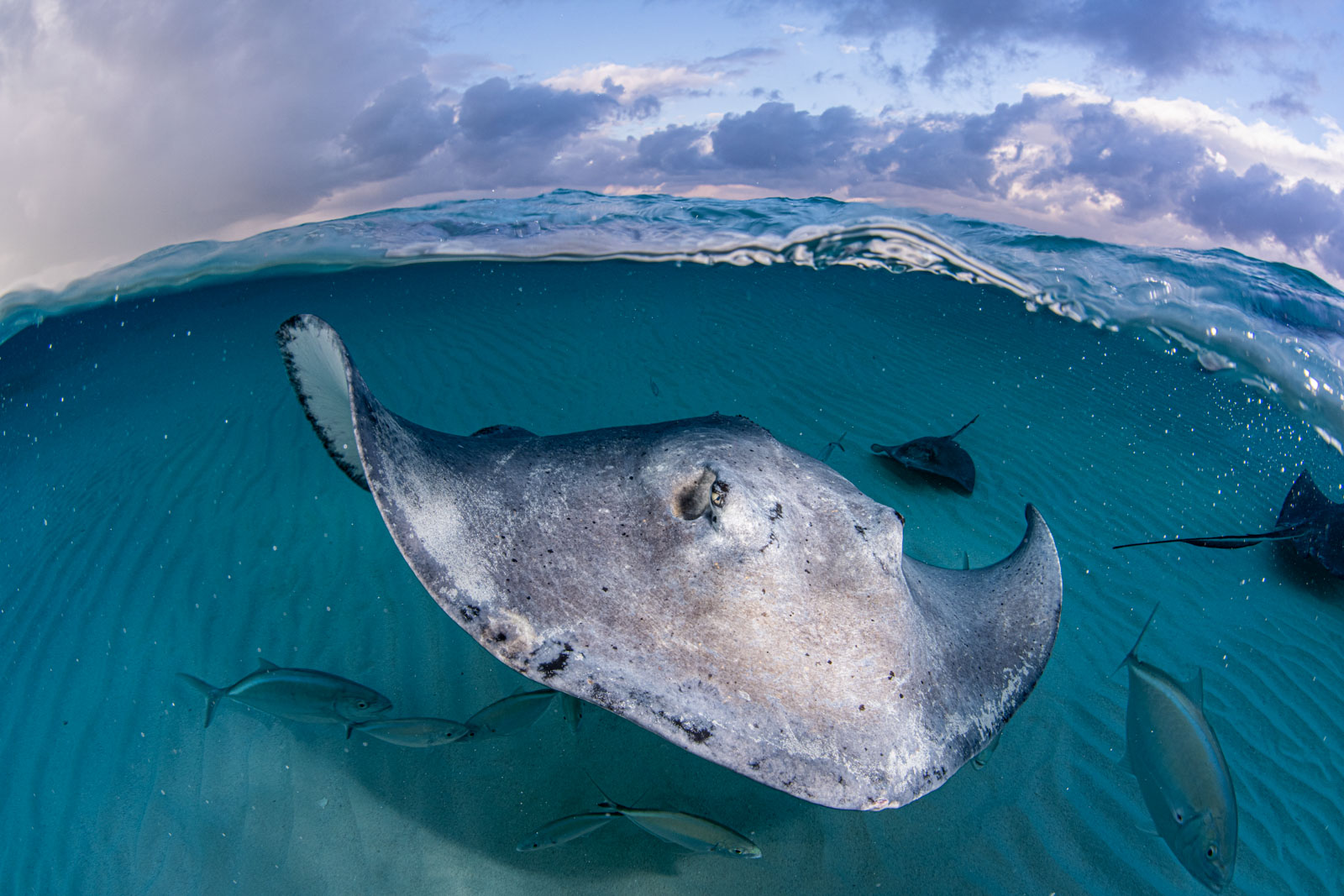 How to Take Great Underwater Photography Action Shots - ChinaGoSmart ...