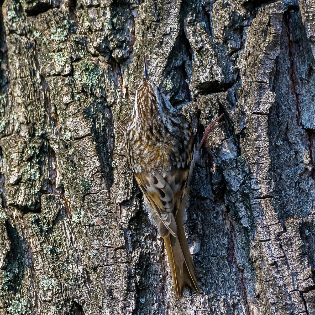 Weekly Photography Assignment: Birds - Nature TTL