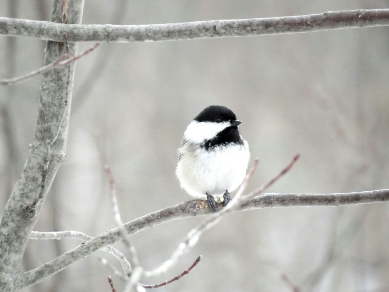How to Remove Dust Spots from Photos with Photoshop - Nature TTL