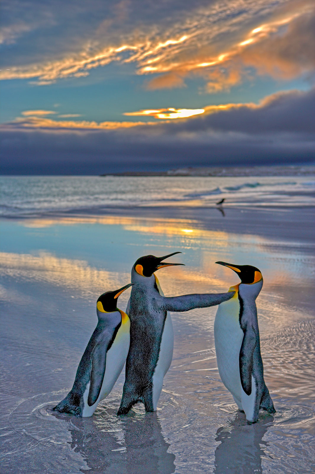 Hilarious Winners of Nikon Comedy Wildlife Photography Awards 2024 ...