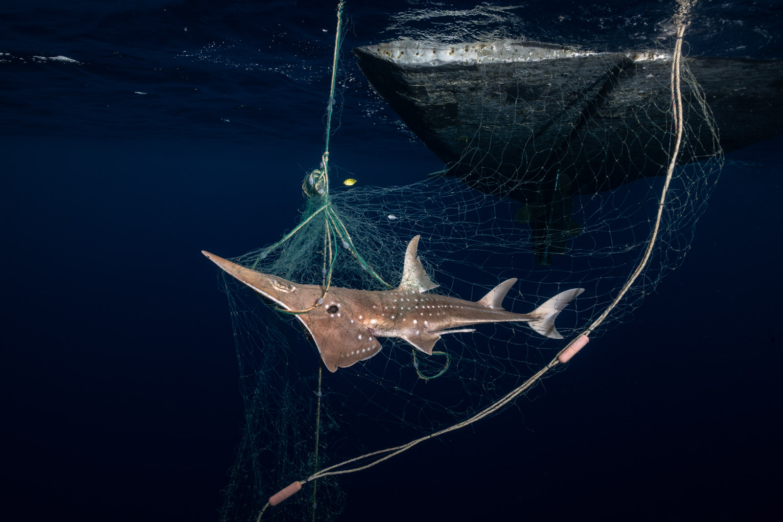 Conservation Photography: How to Get Started for Underwater ...