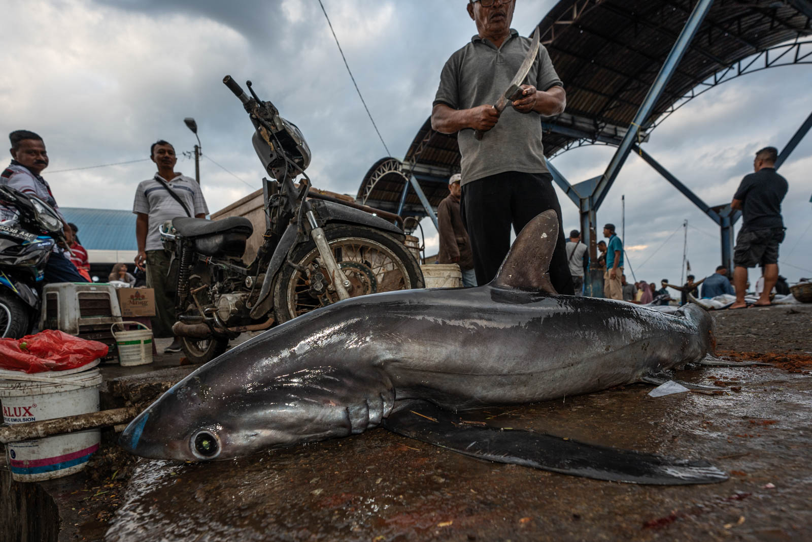 Conservation Photography: How to Get Started for Underwater ...