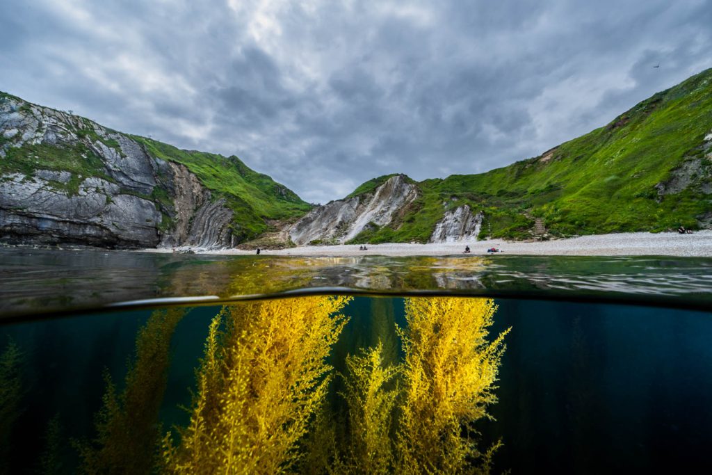 Conservation Photography: How to Get Started for Underwater ...