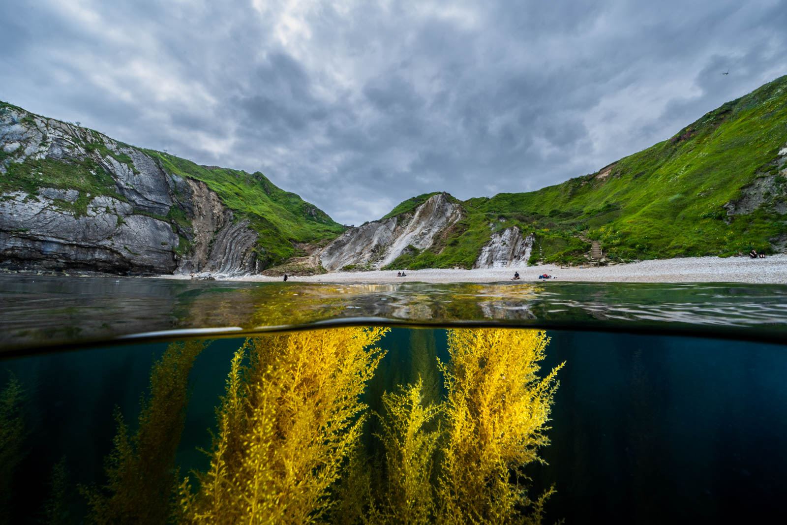 Conservation Photography: How to Get Started for Underwater ...
