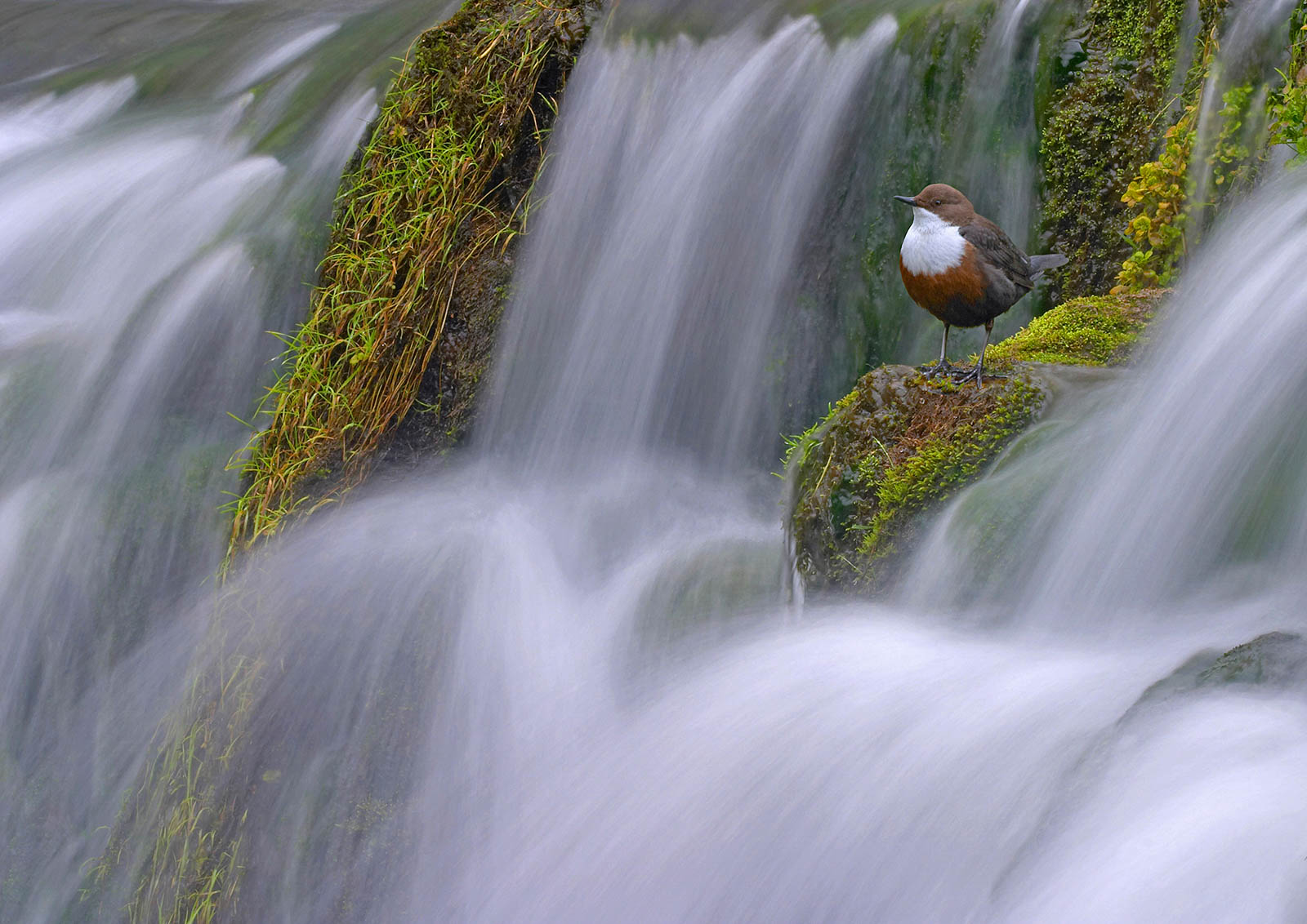 Motion Blur Photography: Capturing Movement in Wildlife - Nature TTL