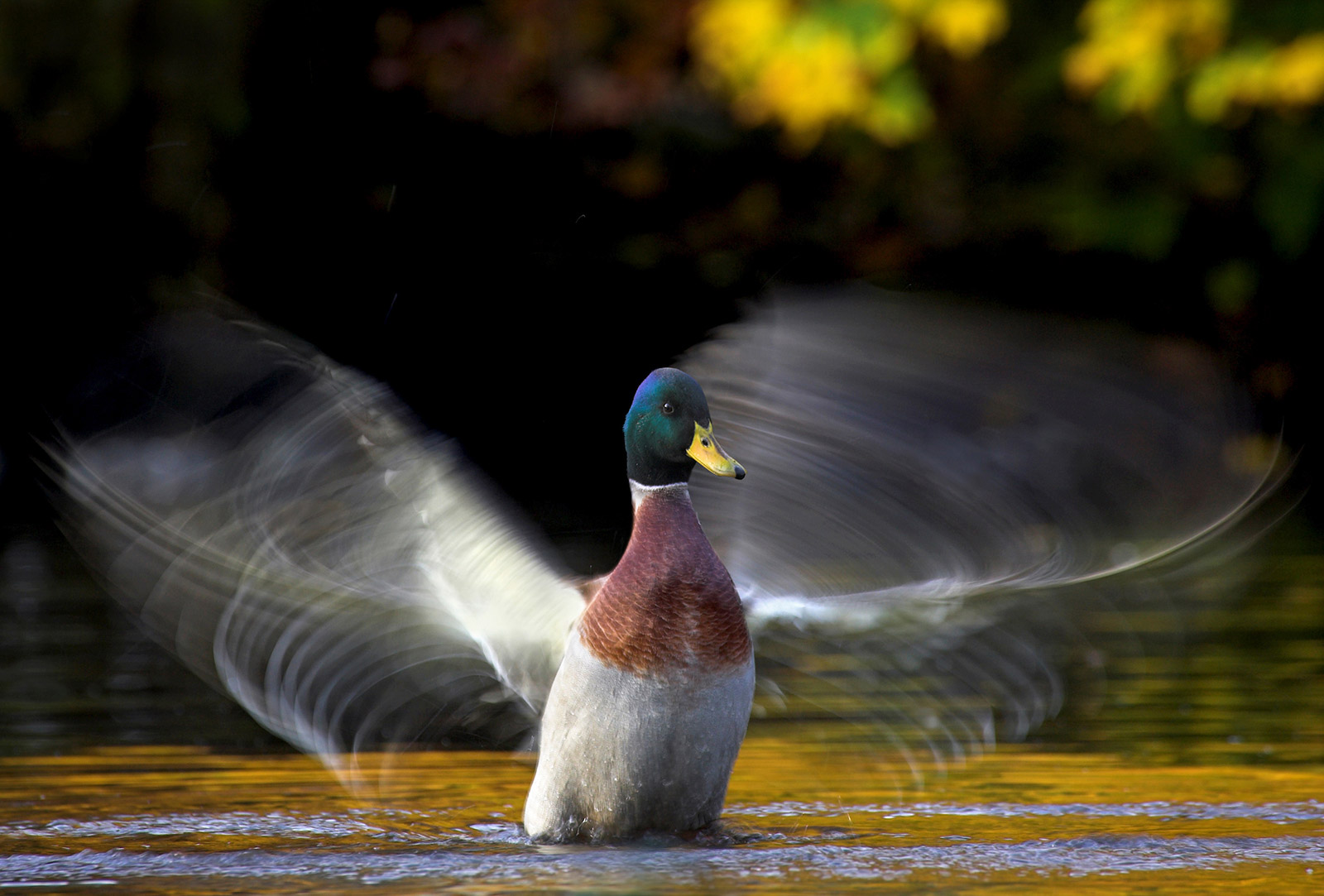 Motion Blur Photography: Capturing Movement in Wildlife - Nature TTL