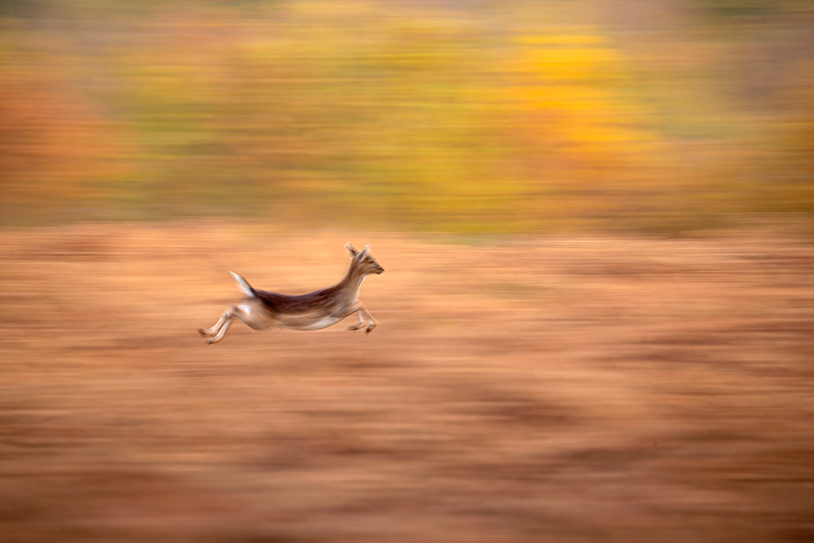 Motion Blur Photography: Capturing Movement in Wildlife - Nature TTL