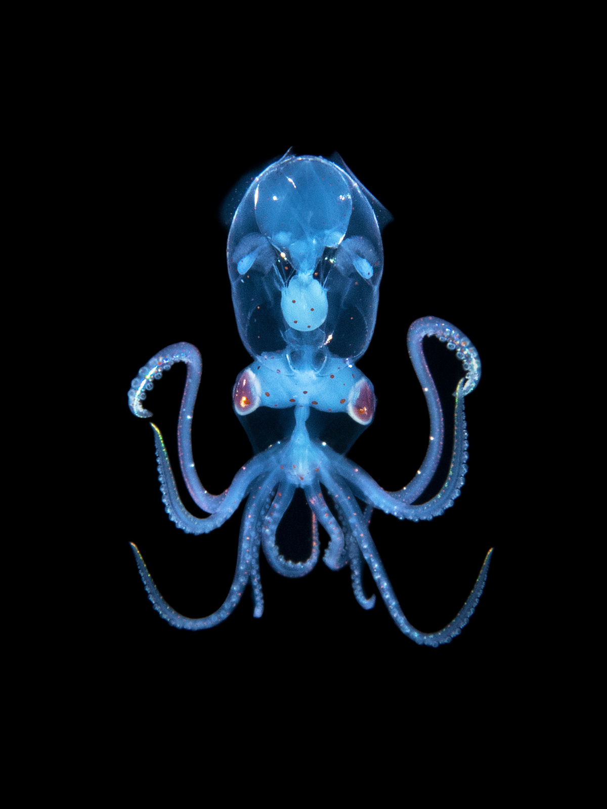 Guide to Nighttime Underwater Photography - Nature TTL