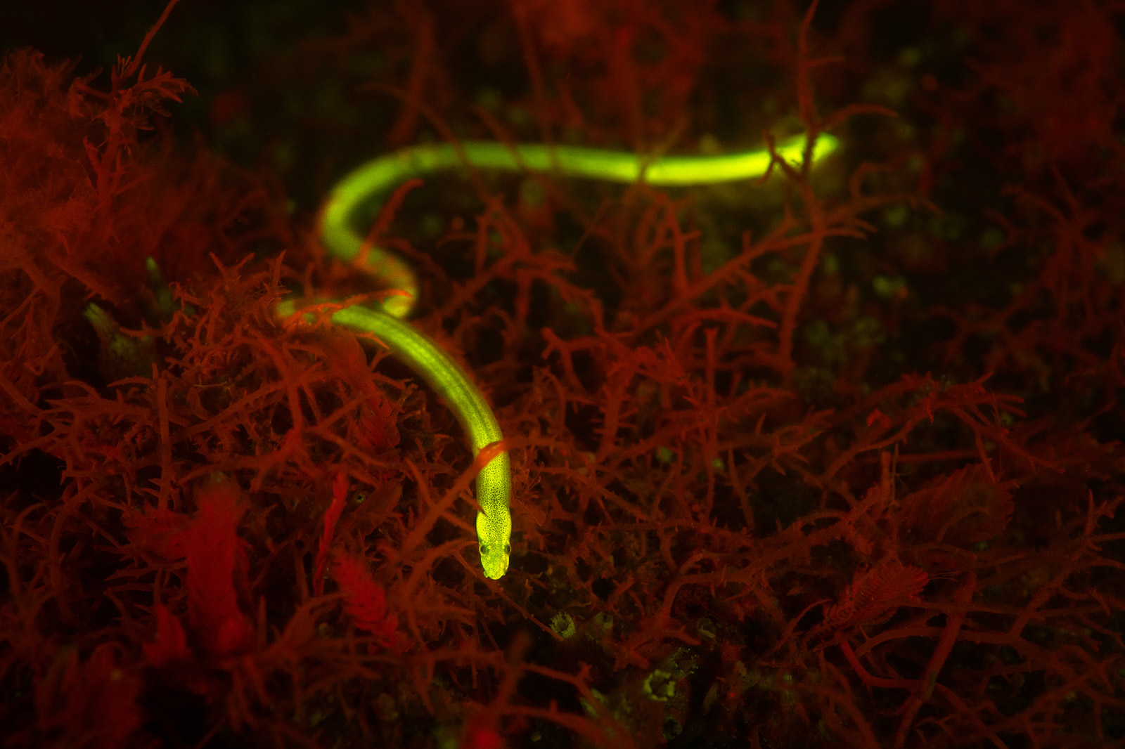 Guide to Nighttime Underwater Photography - ChinaGoSmart News Magazine