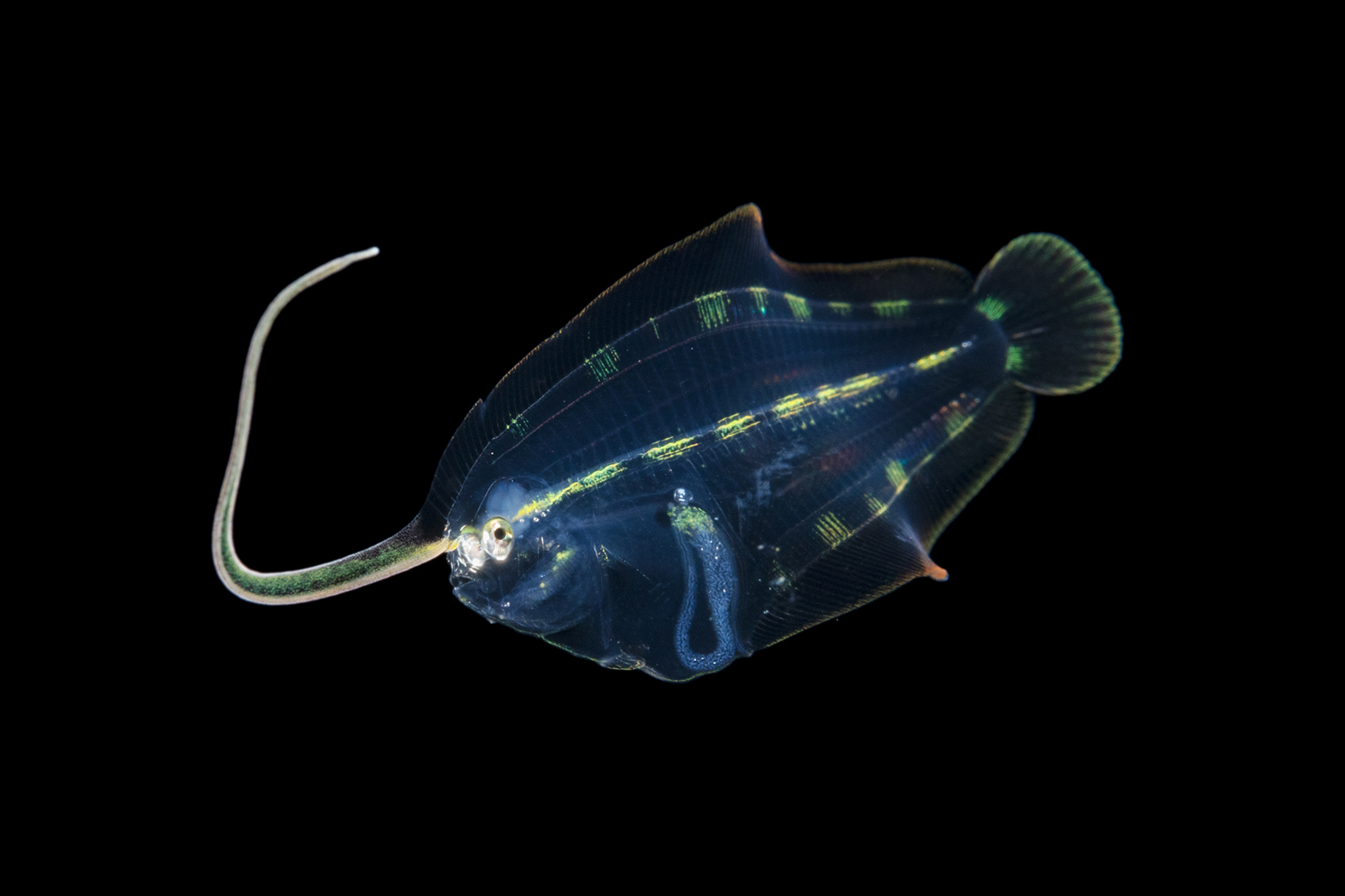 Guide to Nighttime Underwater Photography - ChinaGoSmart News Magazine