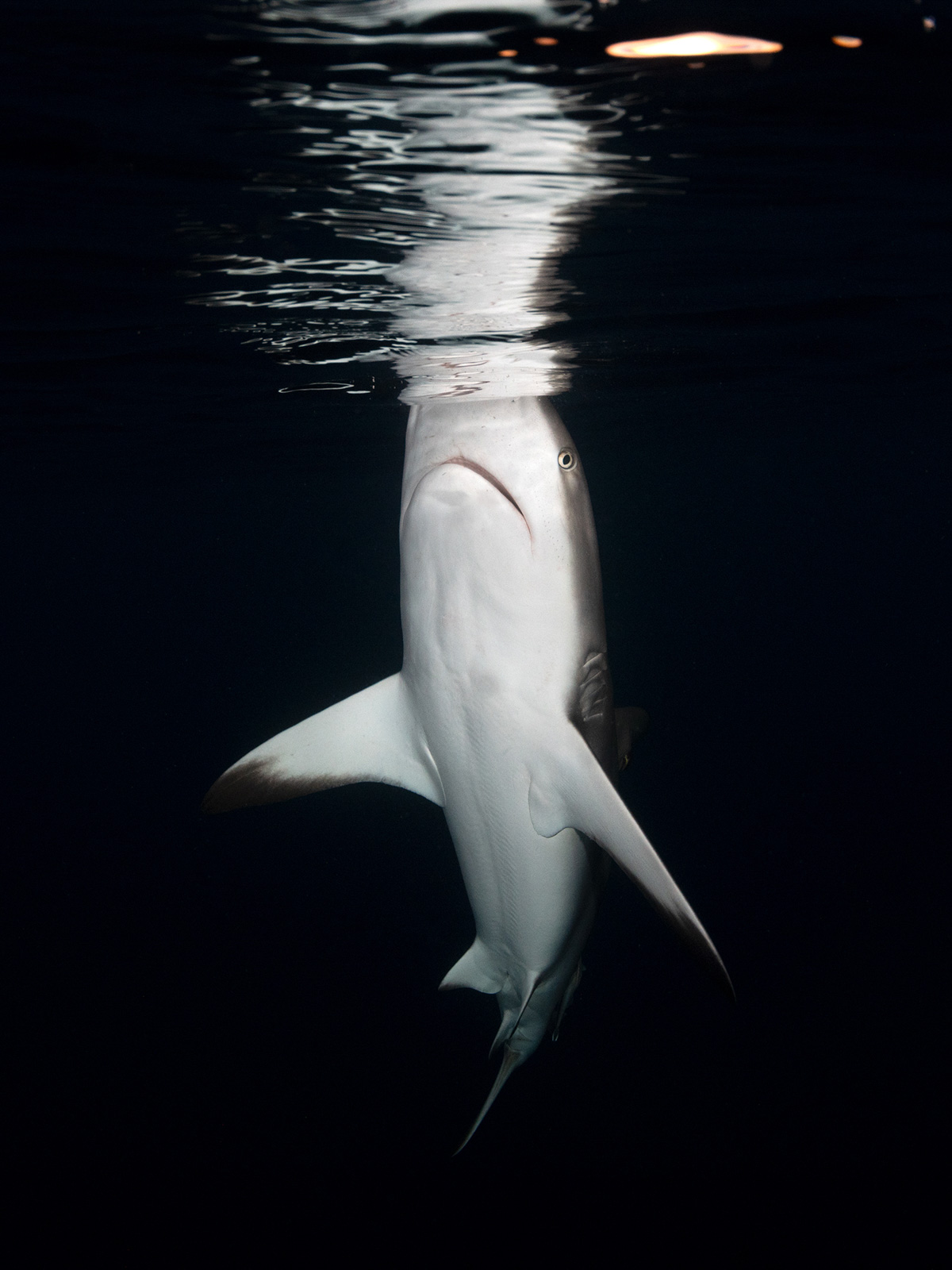 Guide to Nighttime Underwater Photography - ChinaGoSmart News Magazine