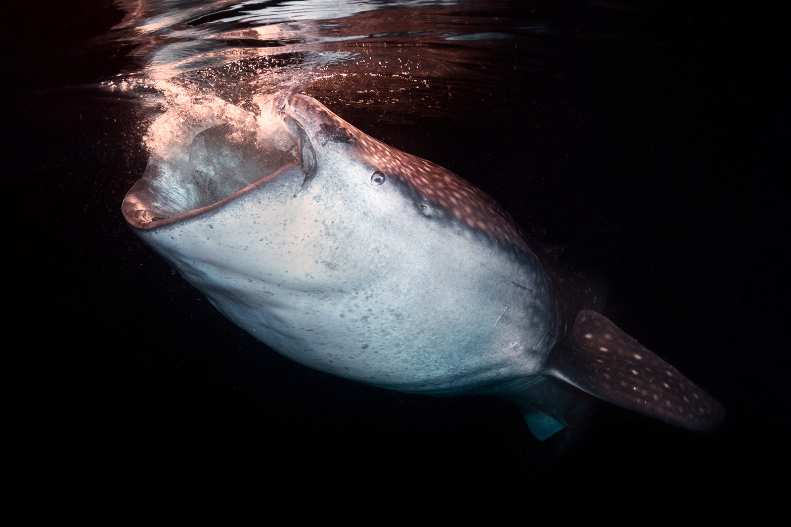 Guide to Nighttime Underwater Photography - ChinaGoSmart News Magazine