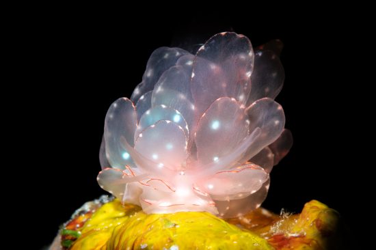 Guide to Nighttime Underwater Photography - Nature TTL